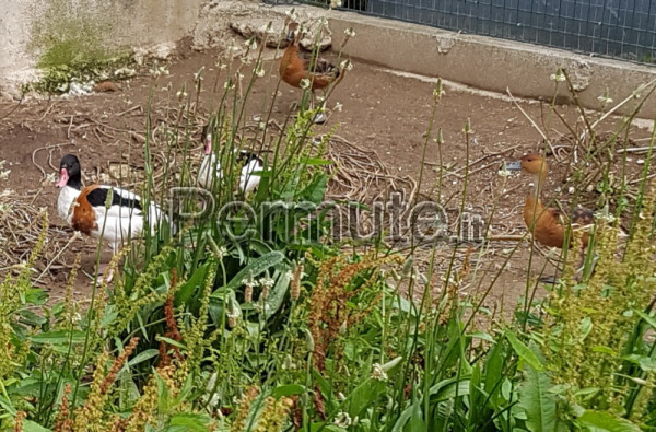 oche, cigni, anatre e papere ornamentali. Macerata in Permuta, Volatili ...